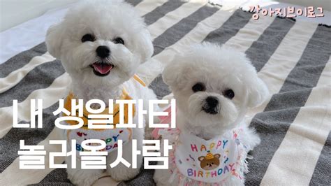 체리블리 No17 비숑 생일파티 강아지 생일파티 강아지 일상 Vlog 강아지 수제간식 애견카페 포천 애견카페 미니비숑 성장과정 Youtube
