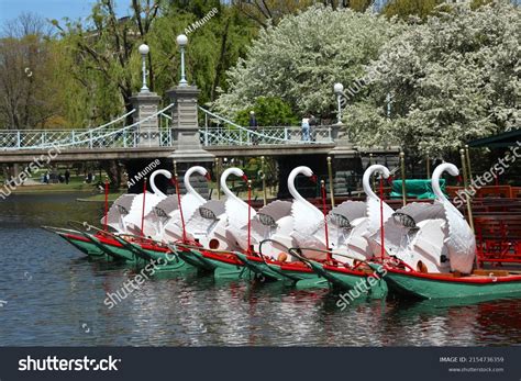Swan Boats Boston Public Garden 231 Ảnh Vector Và Hình Chụp Có Sẵn