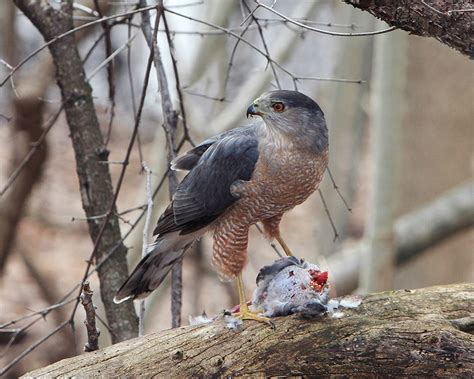 Hawks Increasingly Feed On Birds At Backyard Feeders Ecori News