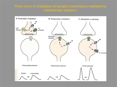 Ppt Monosynaptic Reflex Powerpoint Presentation Free Download Id410727