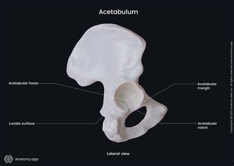 Acetabulum Anatomyapp