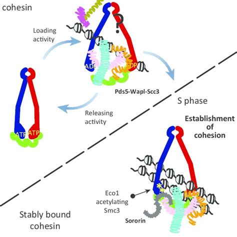 Structure Of Three Cohesin Interfaces And Ring Formation A Ribbon Download Scientific