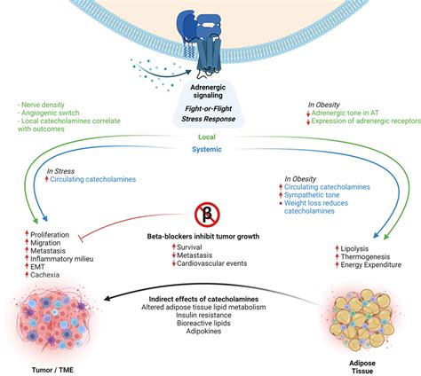 Overview Of Adrenergic Signaling In Cancer And Obesity Adrenergic Download Scientific Diagram