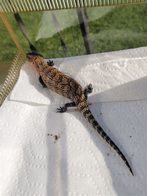 Prince Beepy Sunbathing R Bluetongueskinks