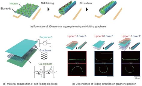 Brain On A Chip Model Using Deformable Graphene Based Electrode Array