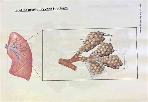 Respiratory Zone Structures Diagram Quizlet