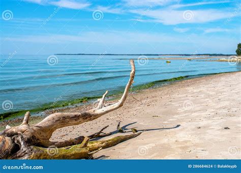 Dry Curved Snag Stock Photo Image Of Landscape Tranquility 286684624