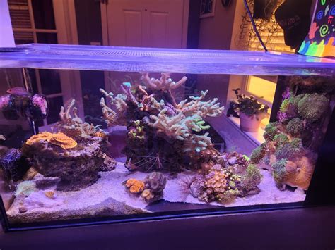 Ammonia Dosing Feedback Follow Up Where Did Everyone Go Reef2reef