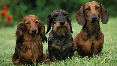 Dachshund Dog Breed Facts History And Considerations Horse And Hound