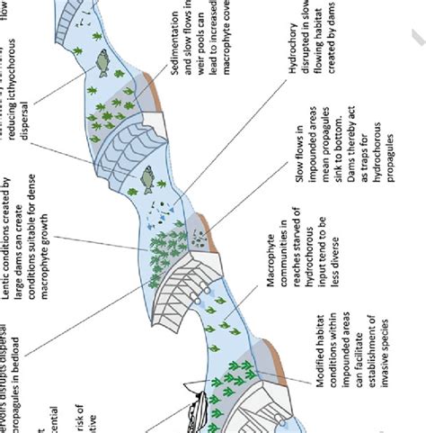 2 Some Examples Of The Potential Barrier Impacts To Macrophyte Species