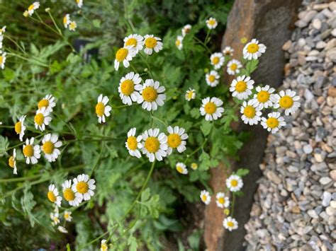 27 Beginner Friendly Medicinal Plants To Grow In Your Garden