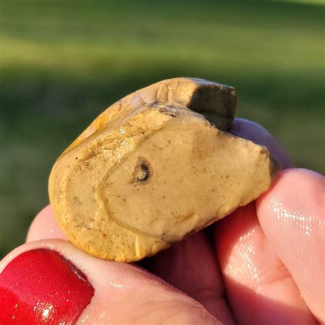 Prominent Small Brachiopod Shell Fossil In Chert And Limestone Rock