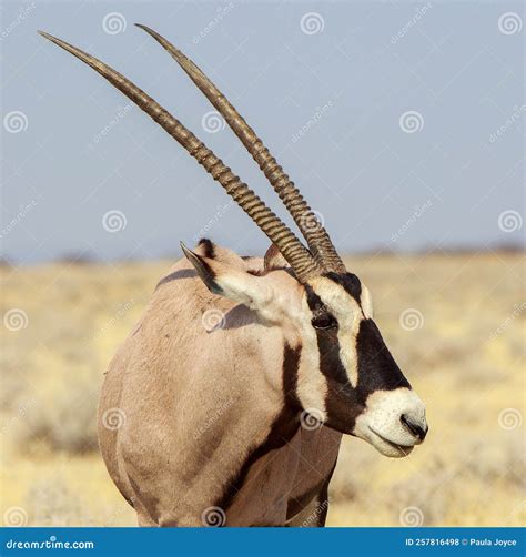 How To Remove Oryx Horns At Elizabeth Knowles Blog
