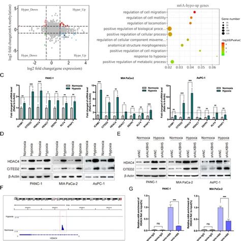 Transcriptome Wide M6a Landscape Under Hypoxic Conditions A The Top