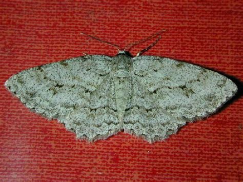 Small Engrailed From Bedford Audubon Society Katonah Ny Usa On June 26 2004 At 0831 Pm By