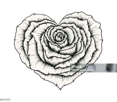 발렌타인 로즈 하트 라인 아트 드로잉 꽃 장미 하트 잉크 스케치 흰색에 고립 라인 아트 사랑 꽃 마음은 발렌타인 데이 어머니의 날 이나 결혼식에 대 한 좋은 장미 0명에