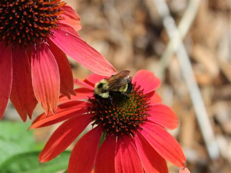 Fuzzy Bee By Elmbytheriver On Deviantart