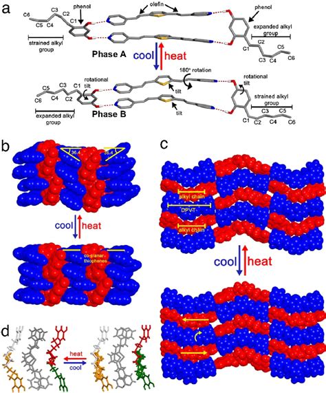 Conformational Polymorphism In A Heteromolecular Single Crystal Leads To Concerted Movement Akin