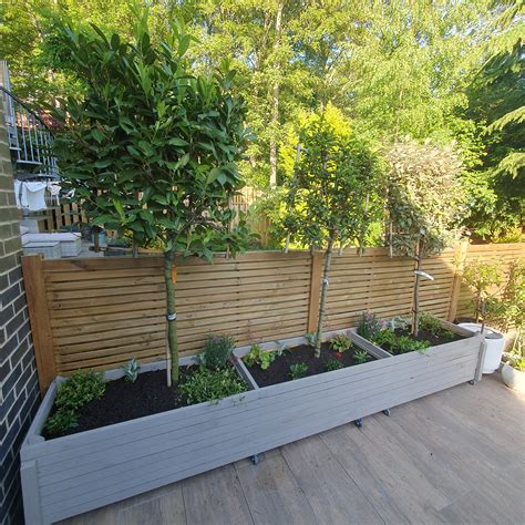 Planter Design Pleached Trees Phoenix Gardening