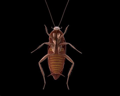 Cockroach Insect Rigged D Model FlippedNormals