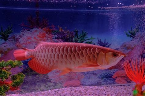 The Worlds Most Expensive Aquarium Pet Neatorama