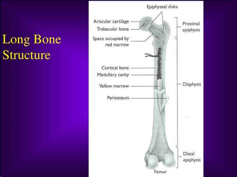 Ppt Bone Structure Growth And Development Powerpoint Presentation Free Download Id 6110804
