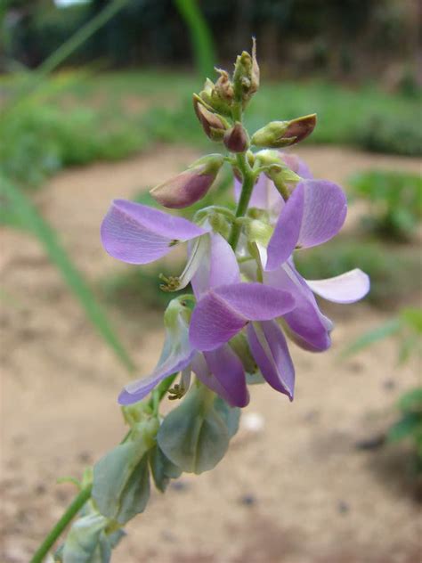 Desmodium Identification Health Benefits Uses Invasive Concerns
