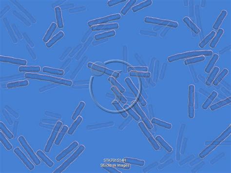 Microscopic X Ray View Of Clostridium Perfringens Bacteria Stocktrek Images
