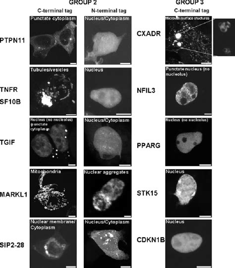 Group 2 C And N Terminal Tagged Proteins With Differing Subcellular