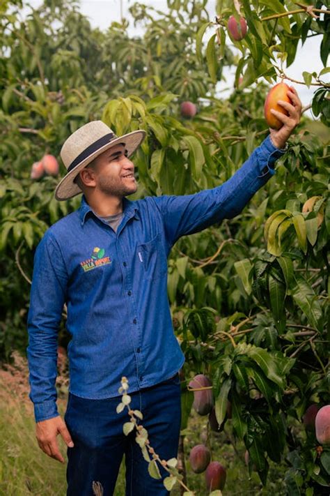집 밖의 건강한 식생활 경작 계절 과수원 과일 과일 따기 근로자 꽃무늬 나무 남자 녹지 농부 농업 농업 산업 농업 작업 농작물 농장 농지