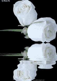 Animated White Rose