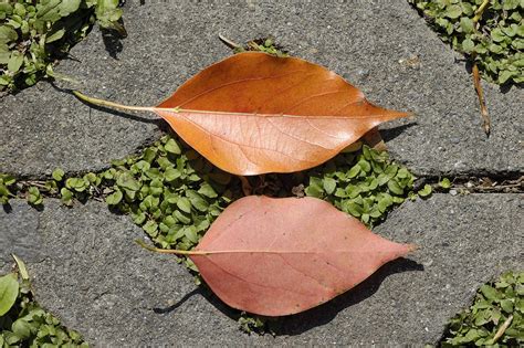 樟科 樟屬 樟樹 葉01 奧萬大 Cinnamomum Camphora 翁明毅 Flickr