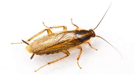 German Cockroach Delmanexpert