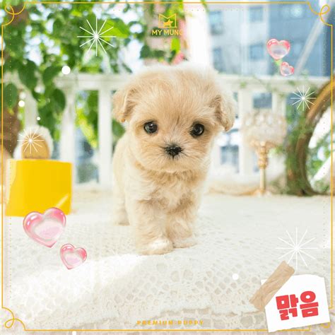 미니말티푸 Maltipoo 마이멍