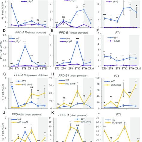 Transcript Levels Of Ppd1 And Ft1 In Phyb And Phyb Elf3 Mutants Download Scientific Diagram