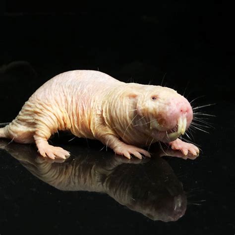Named Mole Rat