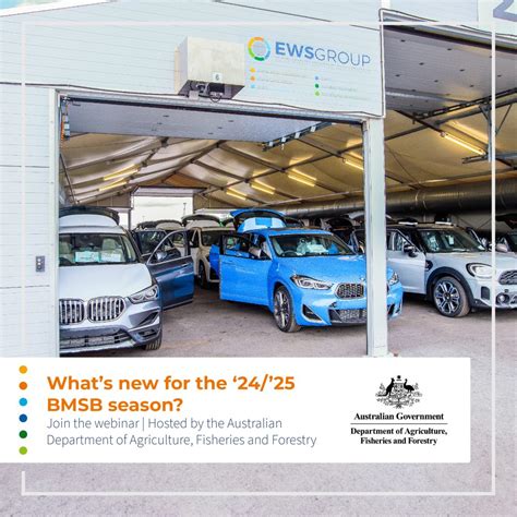 2024 25 Bmsb Risk Season Invitation To Register For Daff Info