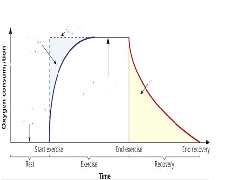 Diagram Of Oxygen Deficit And Debt Diagram Quizlet