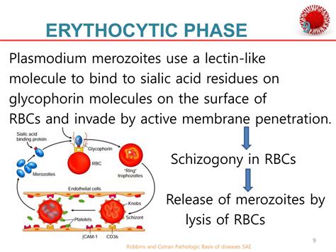 Pathogenesis Of Malaria Pptx