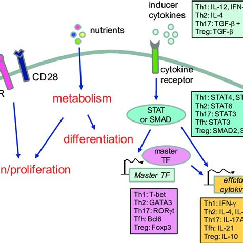 Schematic Diagram Of Th Cell Differentiation Th Cell Differentiation