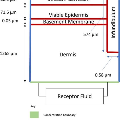 Dimensions Of The Transdermal Permeation Simulation Geometry Under Download Scientific Diagram