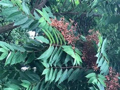Tree Of Heaven Vs Sumac How Can You Tell The Difference BYGL Plant Leaves Sumac Tree