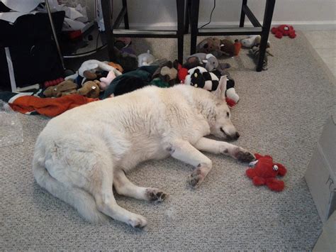 Suricata Basic Functionality Suricata Is An Open Source Network By