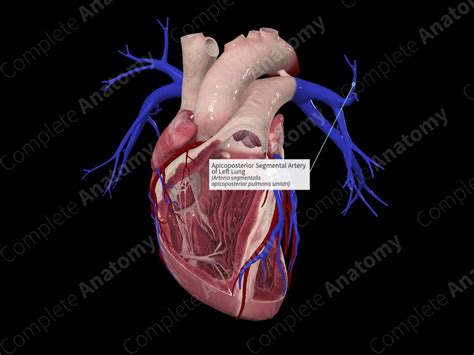Apicoposterior Segmental Artery Of Left Lung Complete Anatomy