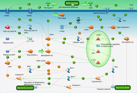 Apoptosis And Survival Role Of Cdk5 In Neuronal Death And Survival Pathway Map Primepcr