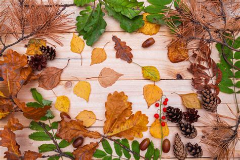 나무 배경 프레임을 건조 하 고 신선한 녹색 잎 가 계절 배너 템플릿 배경 막입니다 소박한 플랫 하다입니다 건조 잎 장식입니다 오렌지 잎 텍스처입니다 가 시즌 상위 뷰 0