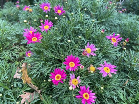 Flower Pyrethrum Stock Image Image Of Bright Pyrethrum 277441651