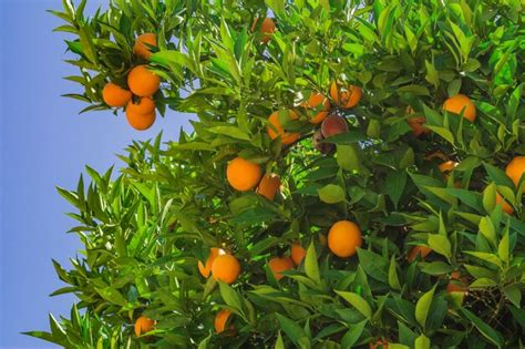 Premium Photo Ripe Oranges On A Tree