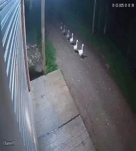 Goose Stepping Makes Me Uneasy I Guess The Geese Uprising Is