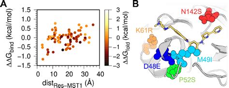 Effect Of M Pro Mutations On The Binding Of Mst1 A Double Free